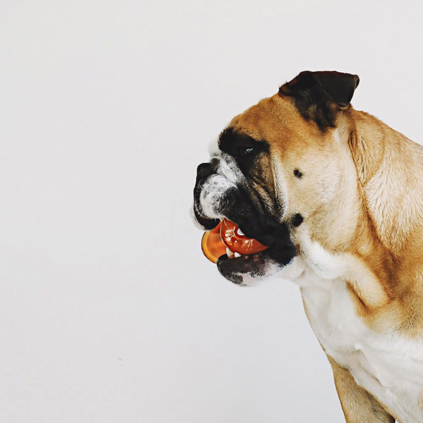 BIONIC BONE - BIONIC® Dog Toys