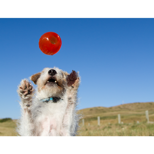 BIONIC BALL - BIONIC® Dog Toys