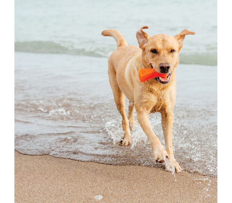 BIONIC BONE - BIONIC® Dog Toys