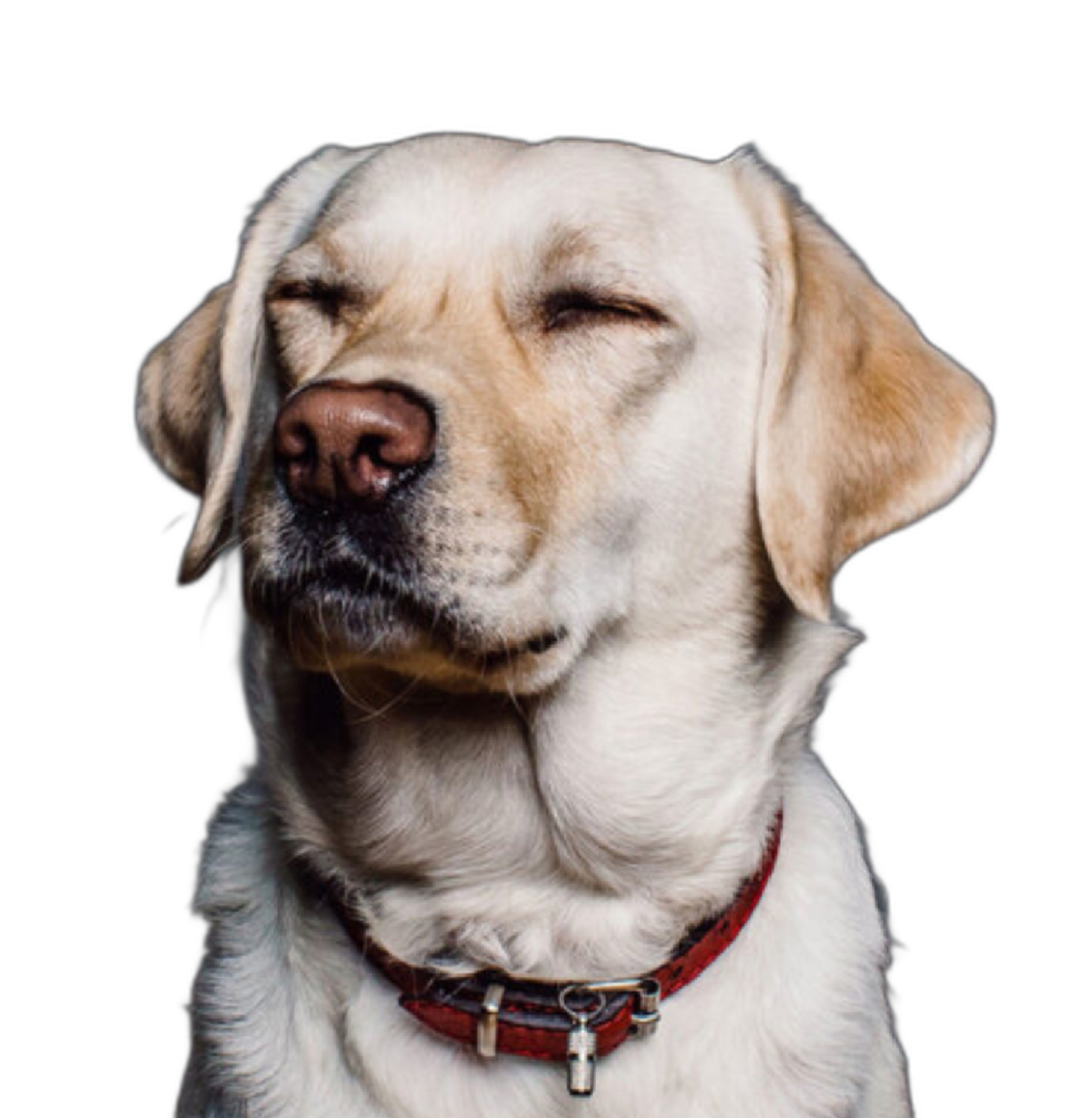 Where to Buy - BIONIC® Dog Toys