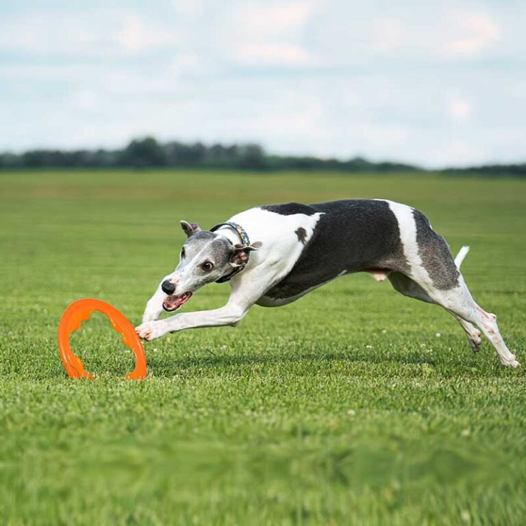 TOSS-N-TUG TURBOᵀᴹ - BIONIC® Dog Toys