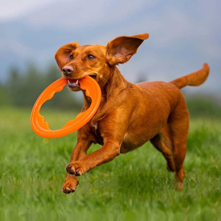TOSS-N-TUG TURBOᵀᴹ - BIONIC® Dog Toys